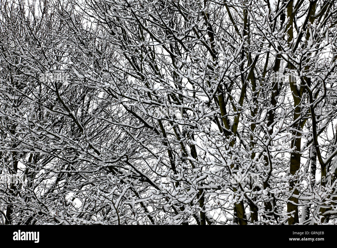 Snow on trees, Kent, UK Stock Photo - Alamy