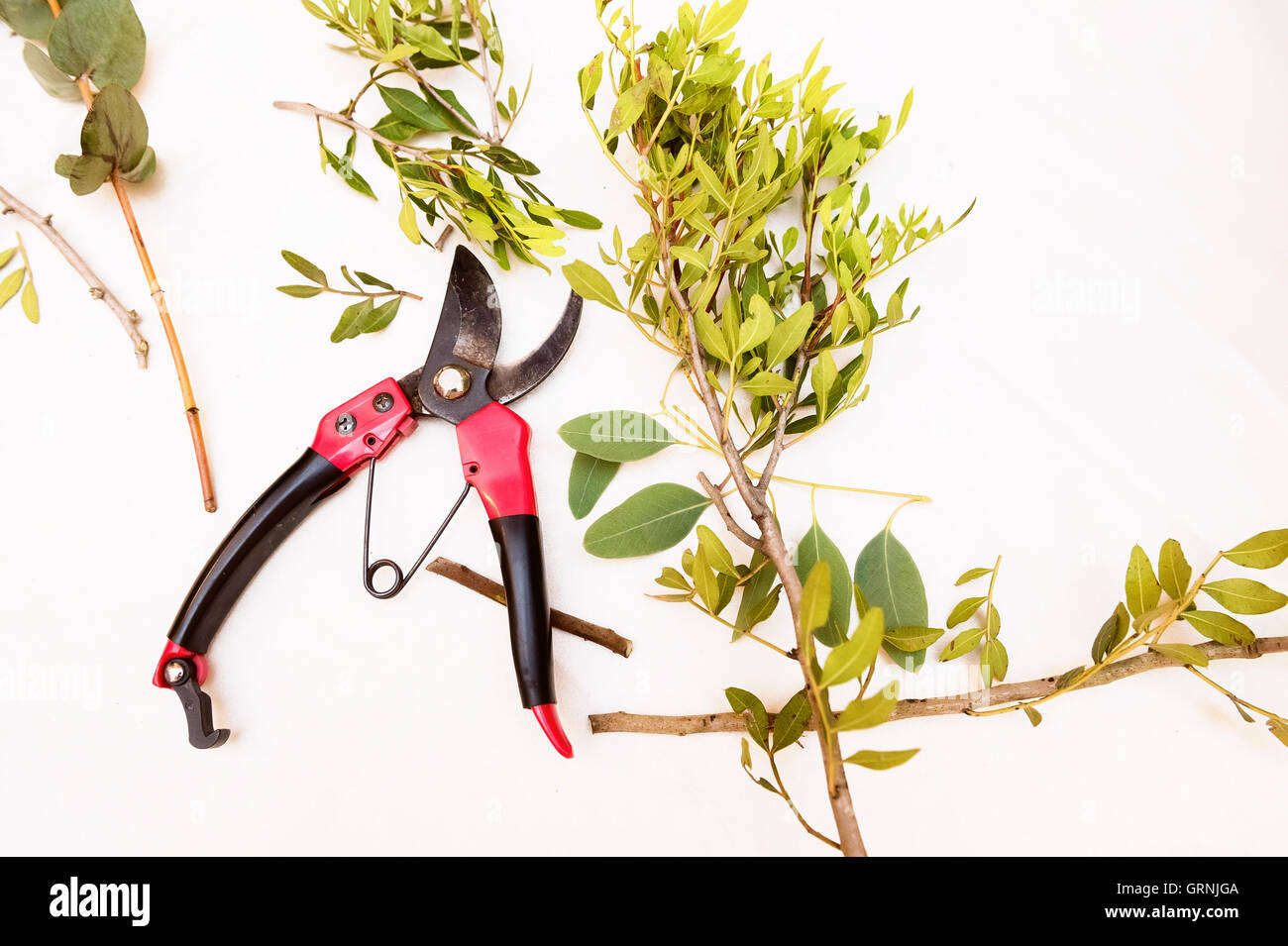 Pruner isolated on a white background. Series garden tools Stock Photo ...