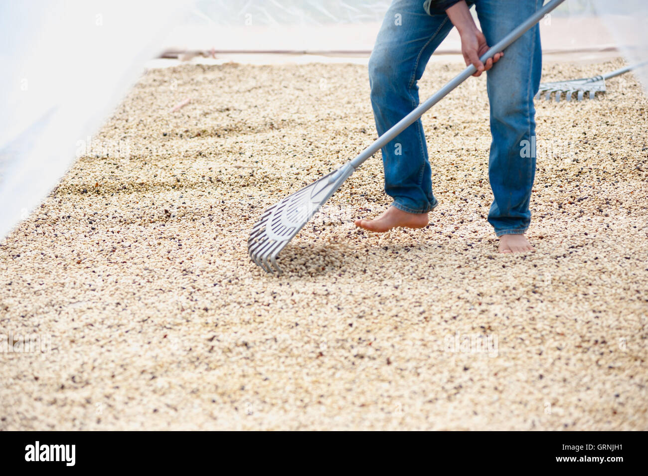 process of drying coffee beans in clean room Stock Photo - Alamy
