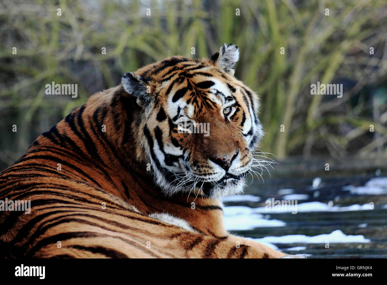 Siberian Tiger, Howletts Zoo Park, Kent, UK Stock Photo - Alamy