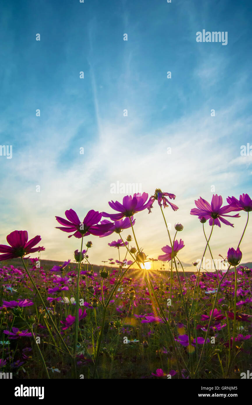 cosmos flower with sunset Stock Photo - Alamy