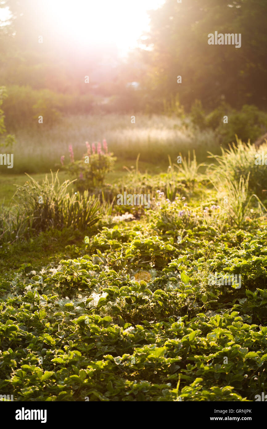 Greenery with backlit sunlight Stock Photo - Alamy