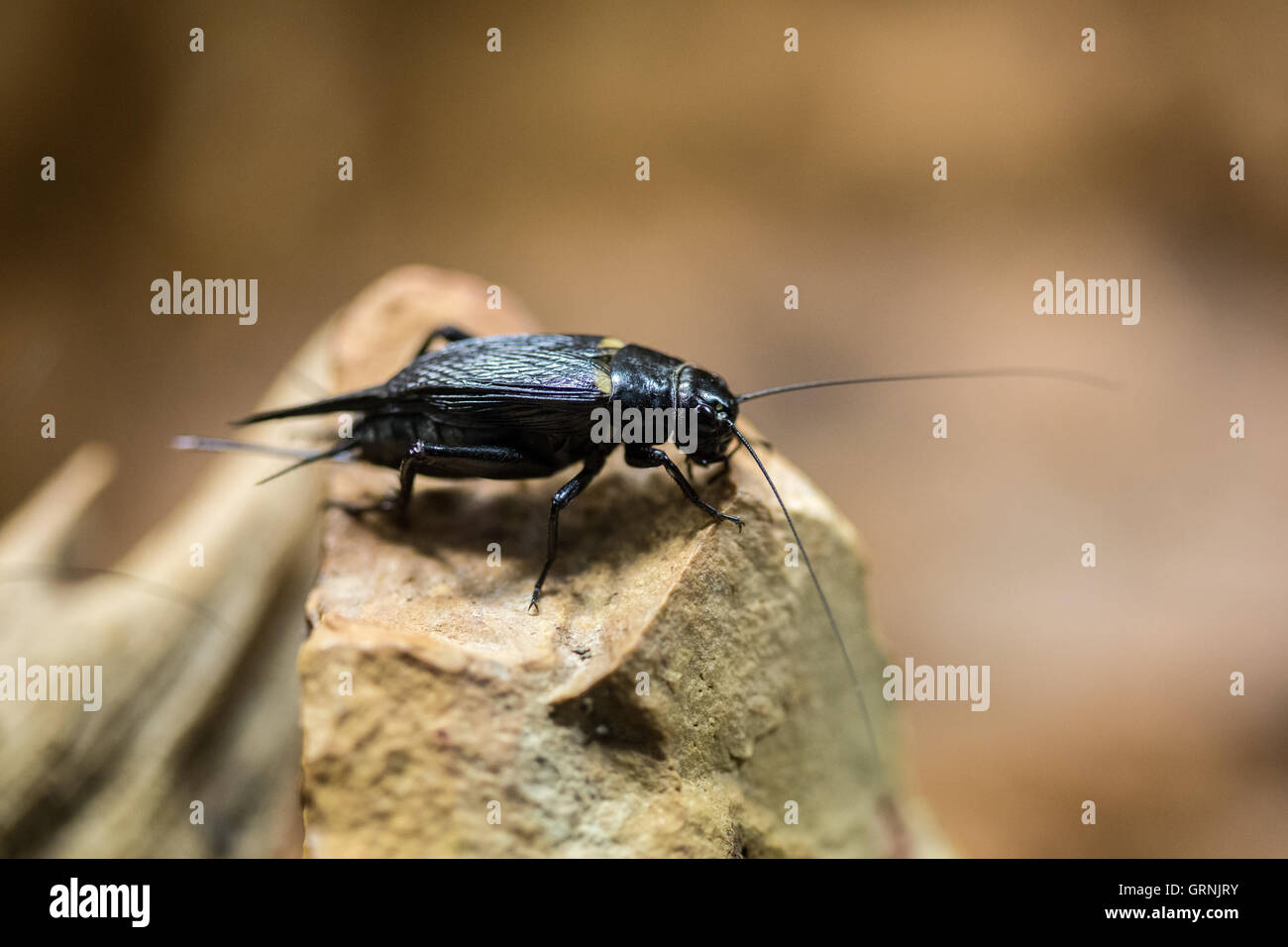Two-spotted cricket on the stone Stock Photo - Alamy