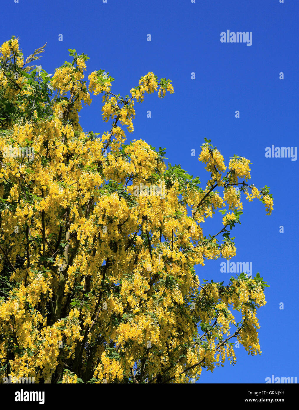 Laburnum tree hi-res stock photography and images - Alamy