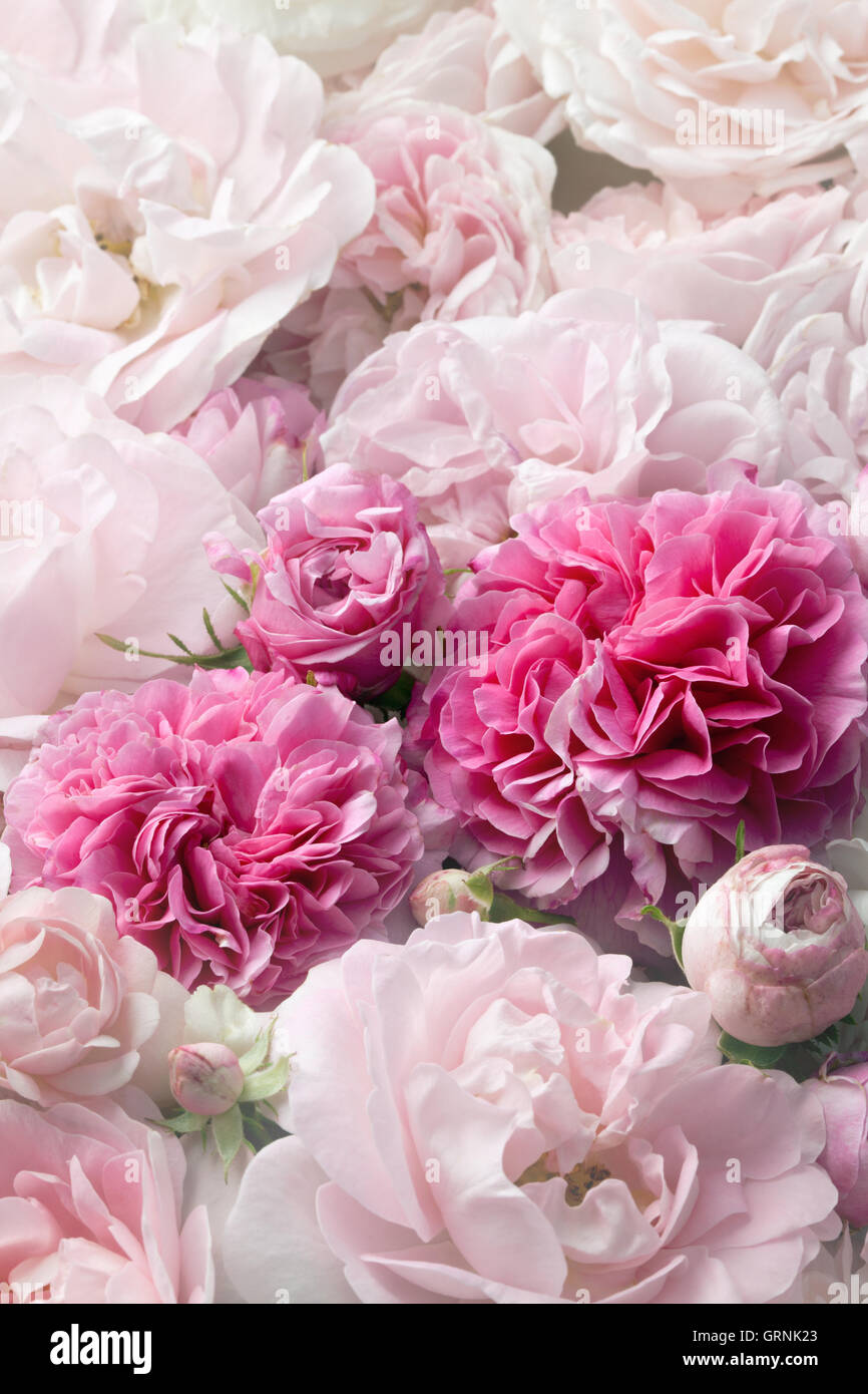 Vintage Pink Flowers Tumblr