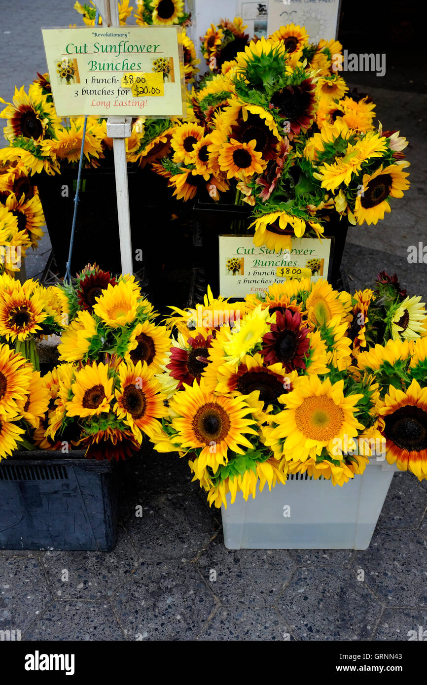 Sunflowers for sale at Union Square Green Market. Manhattan,New York ...