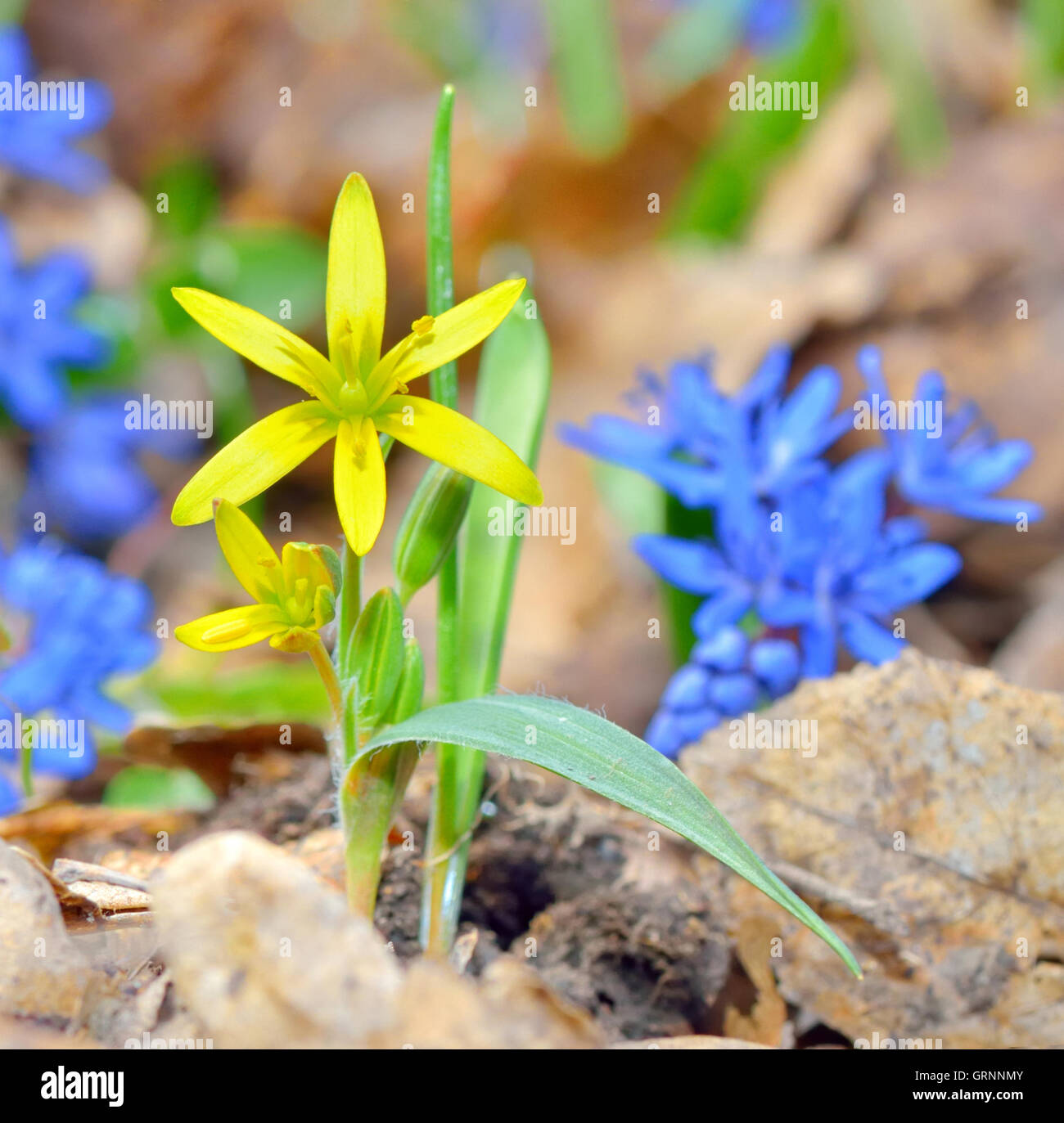 Spring yellow flower Stock Photo - Alamy