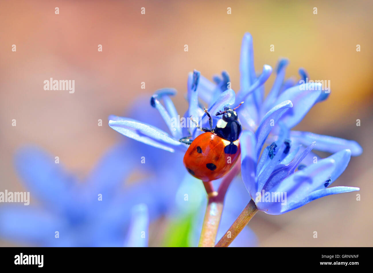 ladybug on blue flower Stock Photo - Alamy