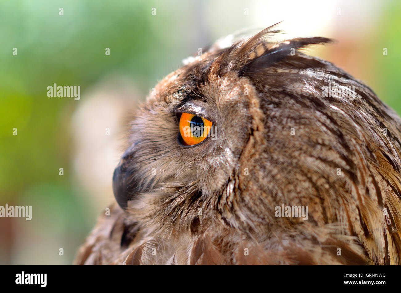 eye eagle owl Stock Photo - Alamy
