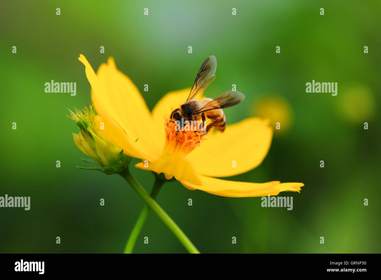 Bee and Flower Stock Photo - Alamy