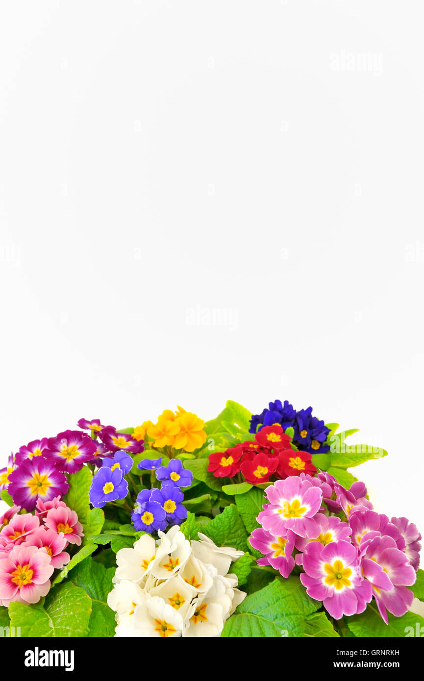 Pastel pink primula hi-res stock photography and images - Alamy