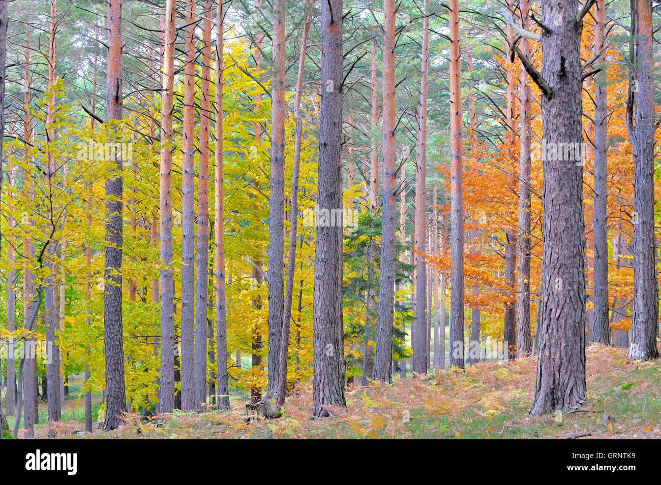 colors of autumn birch forest Stock Photo - Alamy