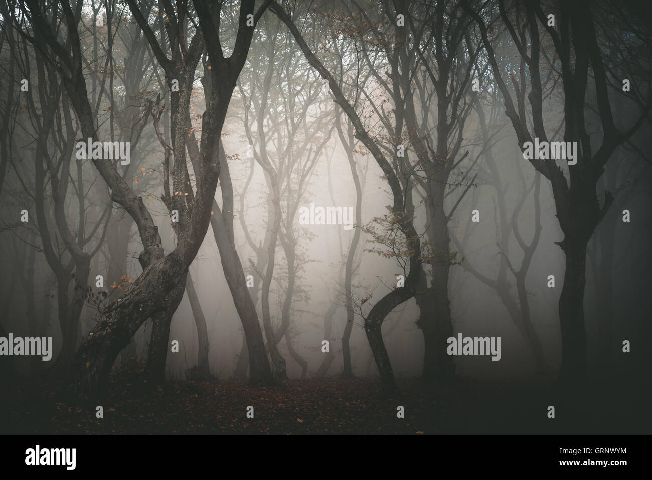 Hoia baciu forest, romania hi-res stock photography and images - Alamy
