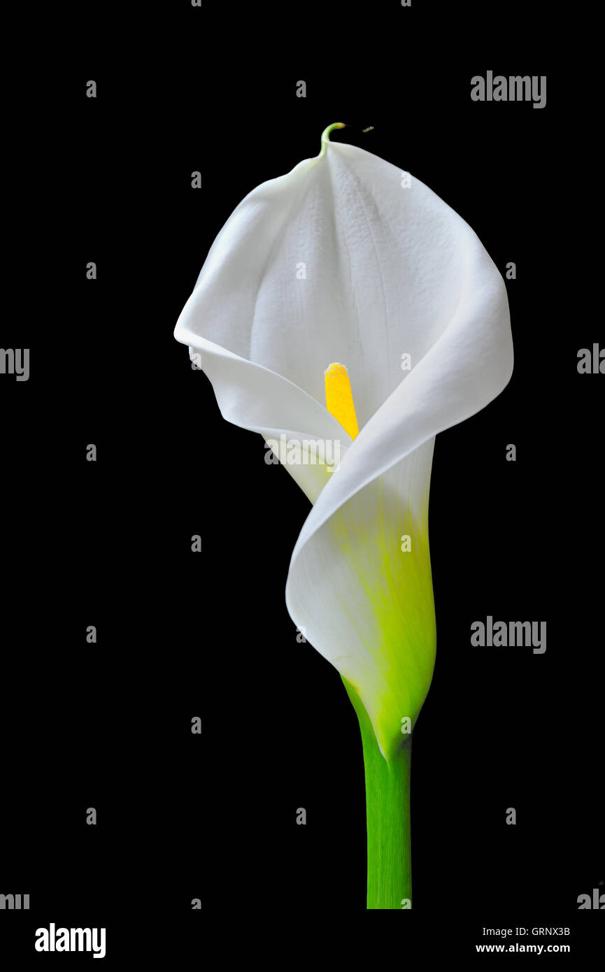 beautiful calla on black background Stock Photo - Alamy