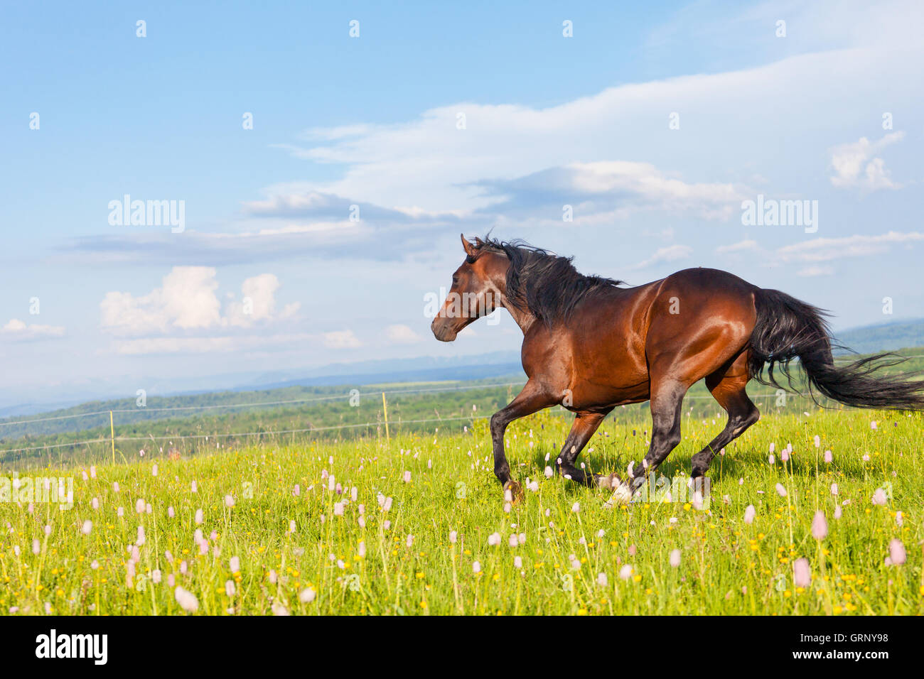 Arab racer runs on a green summer meadow Stock Photo - Alamy