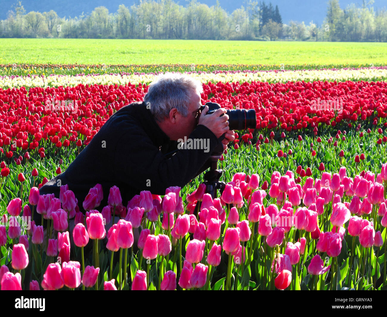 Cultivated tulip field during the Agassiz Tulip Festival in the Fraser ...