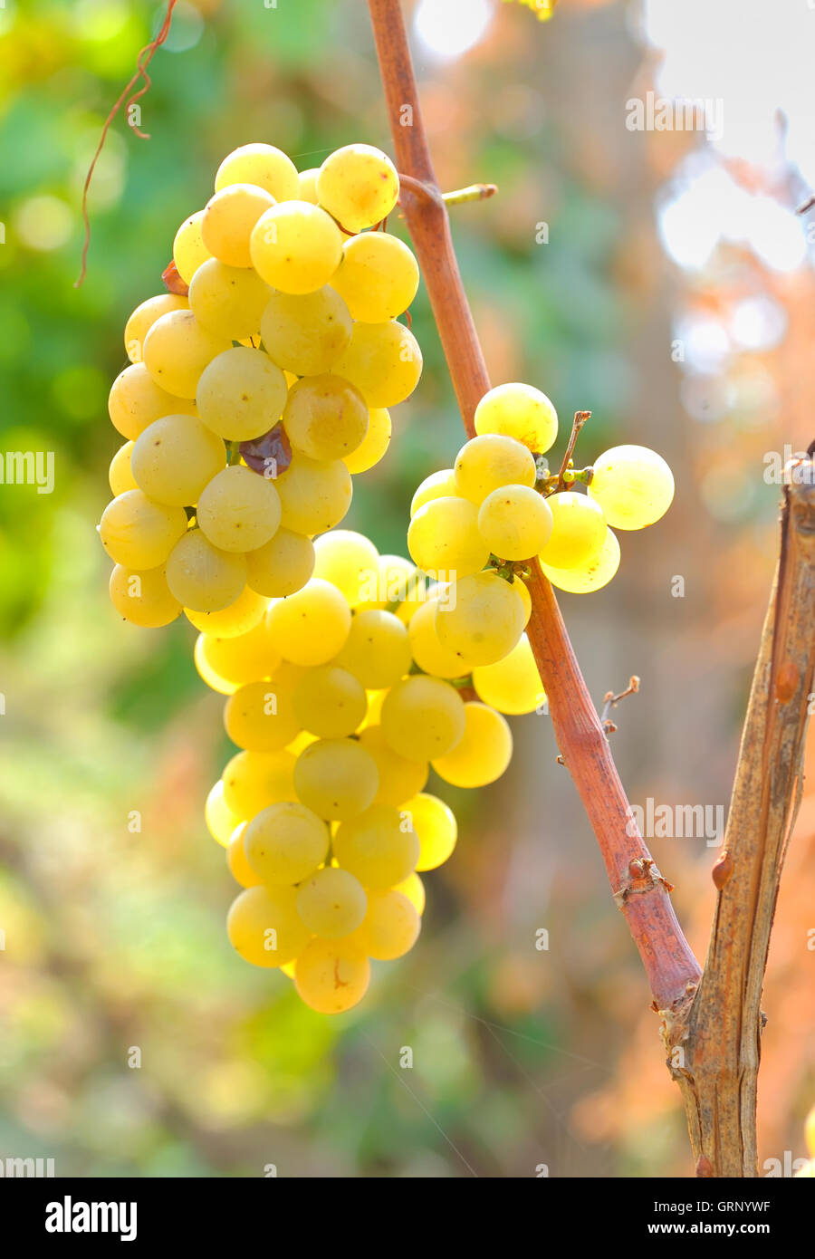 Bunch of grapes Stock Photo - Alamy