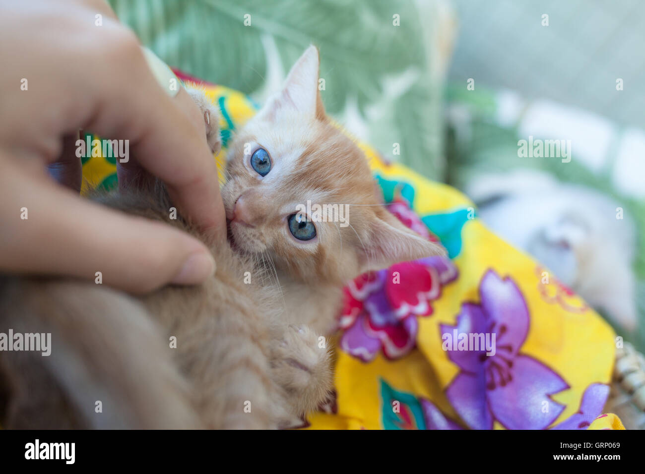 Kitten and hand Stock Photo - Alamy