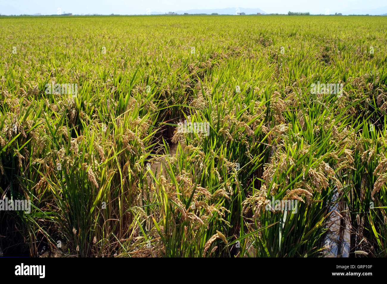 Rice grows in the Albufera Natural Park, near Valencia in Spain ...