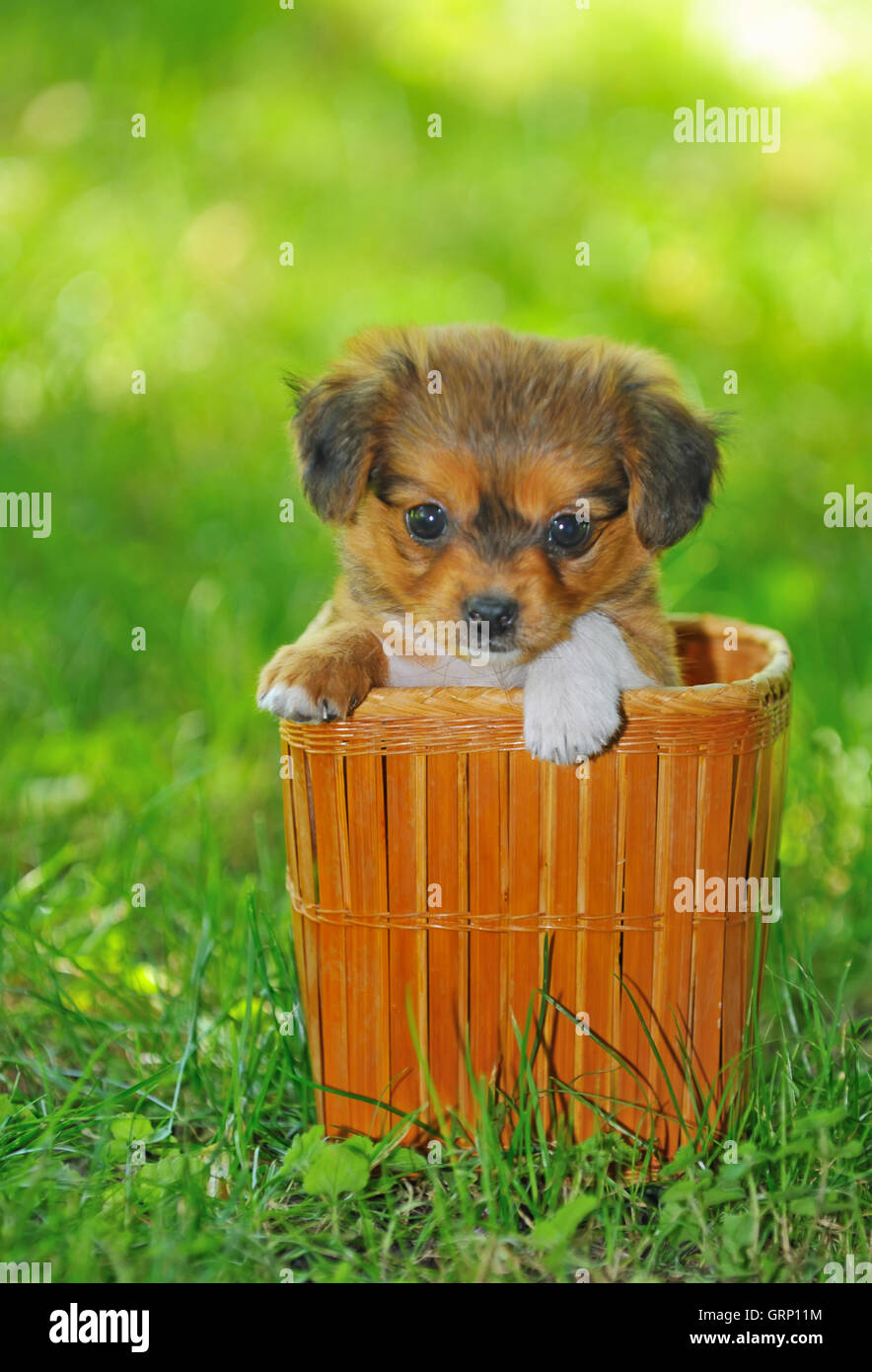 pekinese puppy dog Stock Photo - Alamy