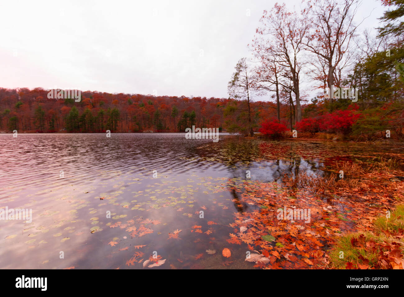 Fall landscape with the forest lake at sunset Stock Photo - Alamy