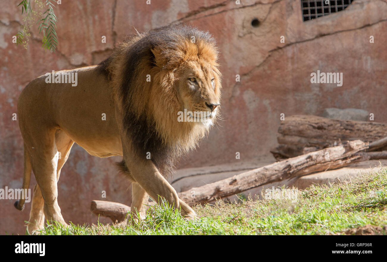A male lion [Panthera leo] in a zoo. San Diego, CA Stock Photo - Alamy
