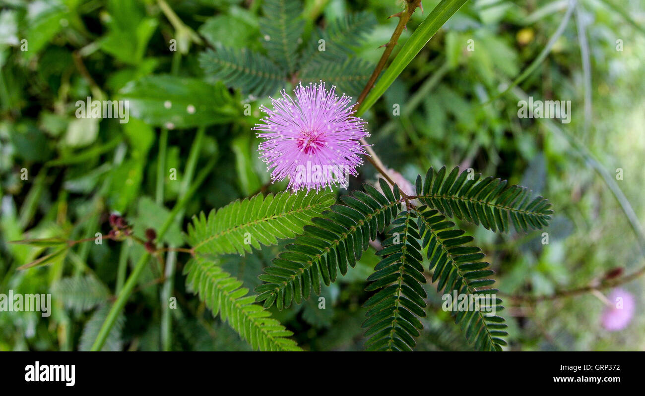 Wild mimosa blooming Stock Photo - Alamy