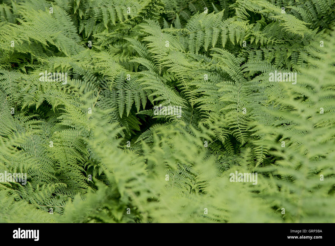Grow ferns hi-res stock photography and images - Alamy