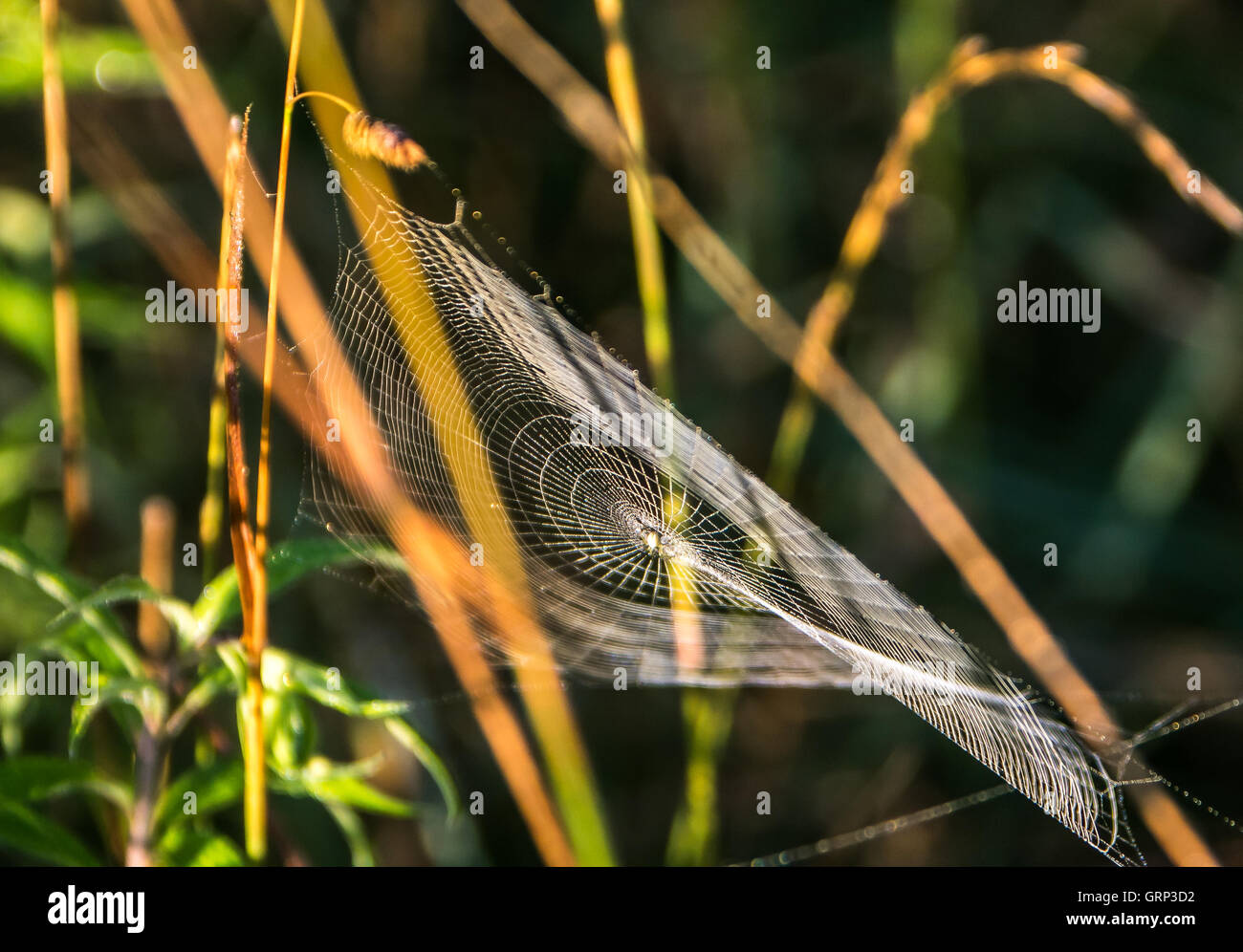 A spider web in a field Stock Photo - Alamy