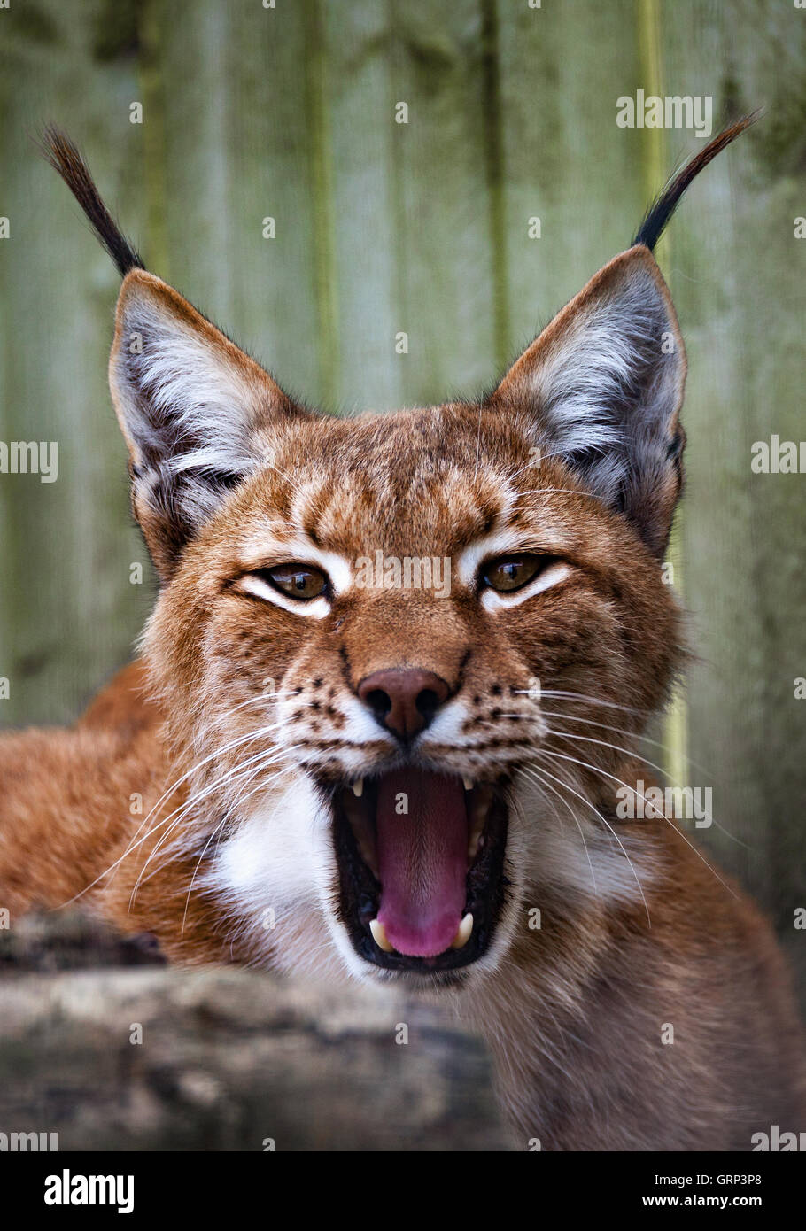 Eurasian lynx northern yawning hi-res stock photography and images - Alamy