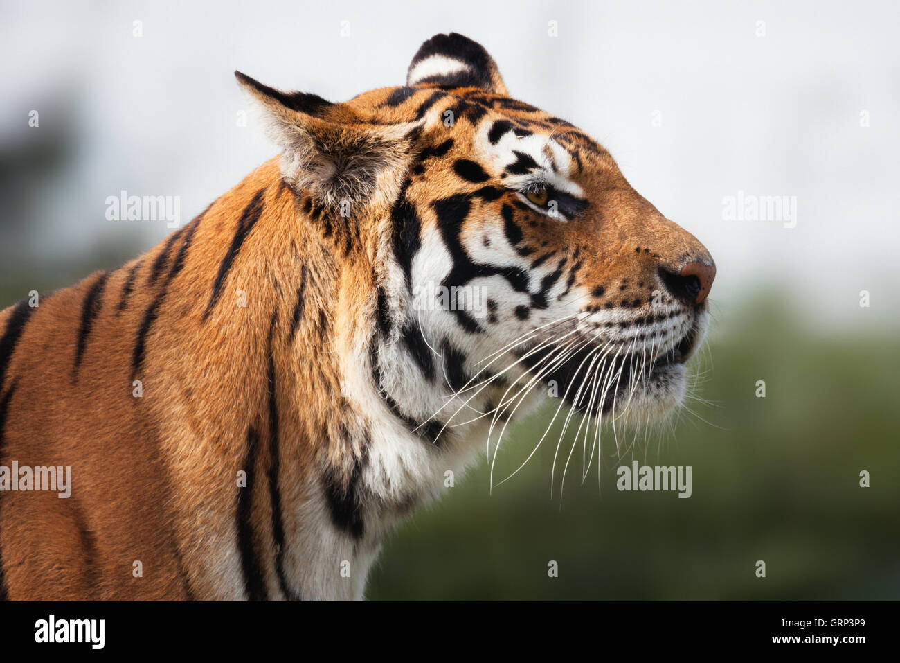 Siberian tiger skin hi-res stock photography and images - Alamy