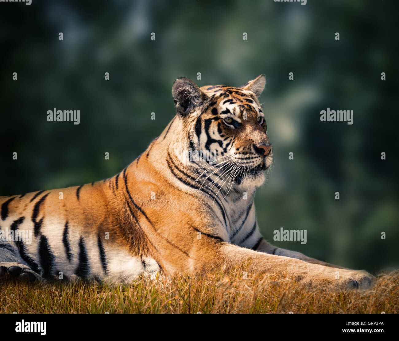Image of tiger hi-res stock photography and images - Alamy