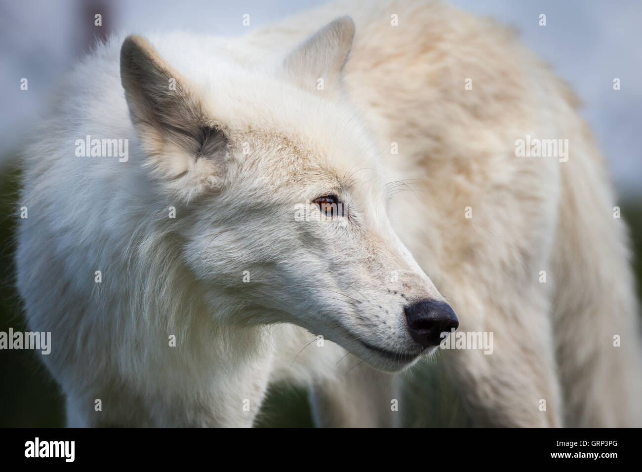 White hudson bay wolf close up head shot Stock Photo - Alamy