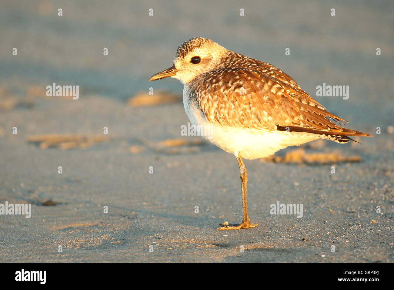 A Black-bellied Plover resting on one leg Stock Photo - Alamy