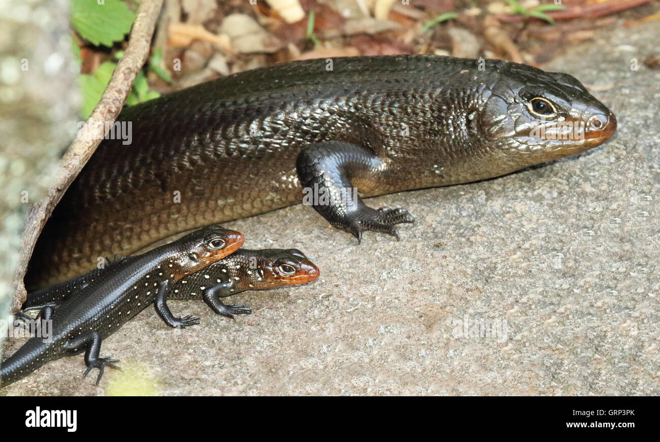 A Musk Lizard family Stock Photo - Alamy