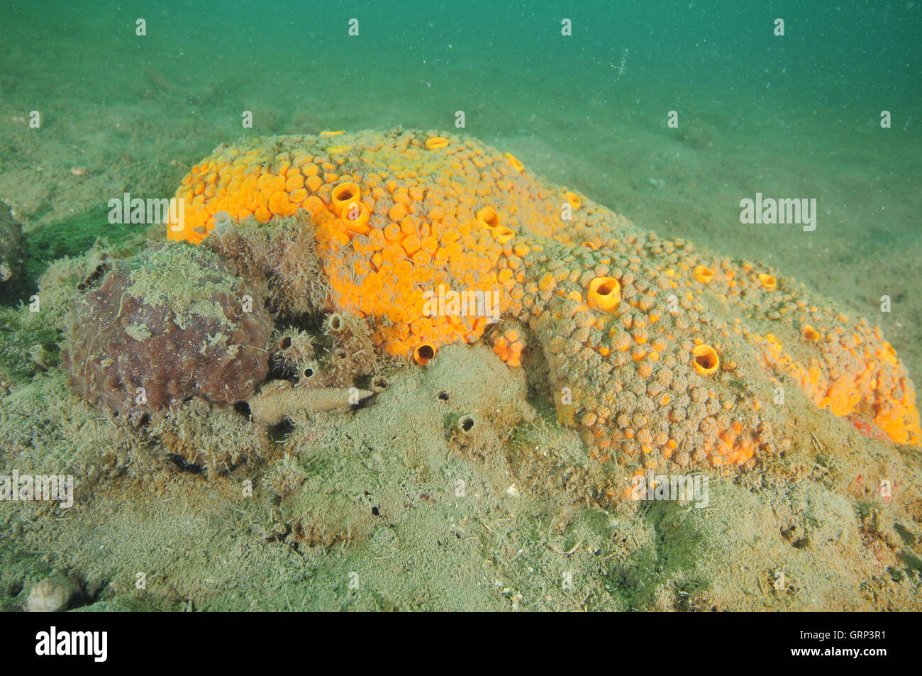 Brown meatball (Tethya) and yellow boring (Cliona celata) sponges on ...