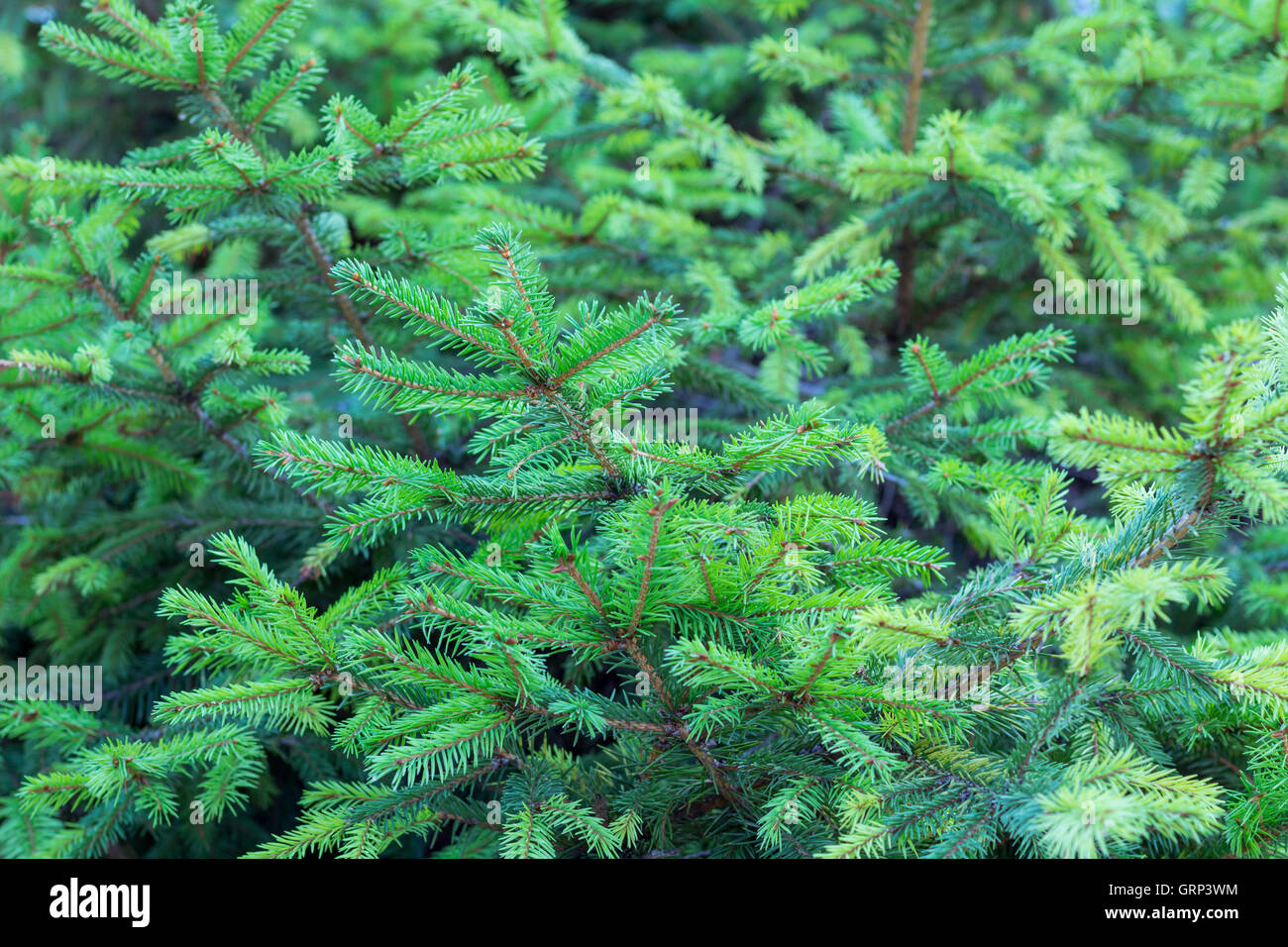 Evergreen fir branches with new grown ramification natural background ...