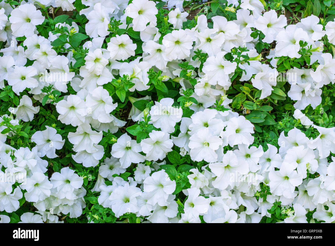 Copious High Resolution Stock Photography and Images - Alamy