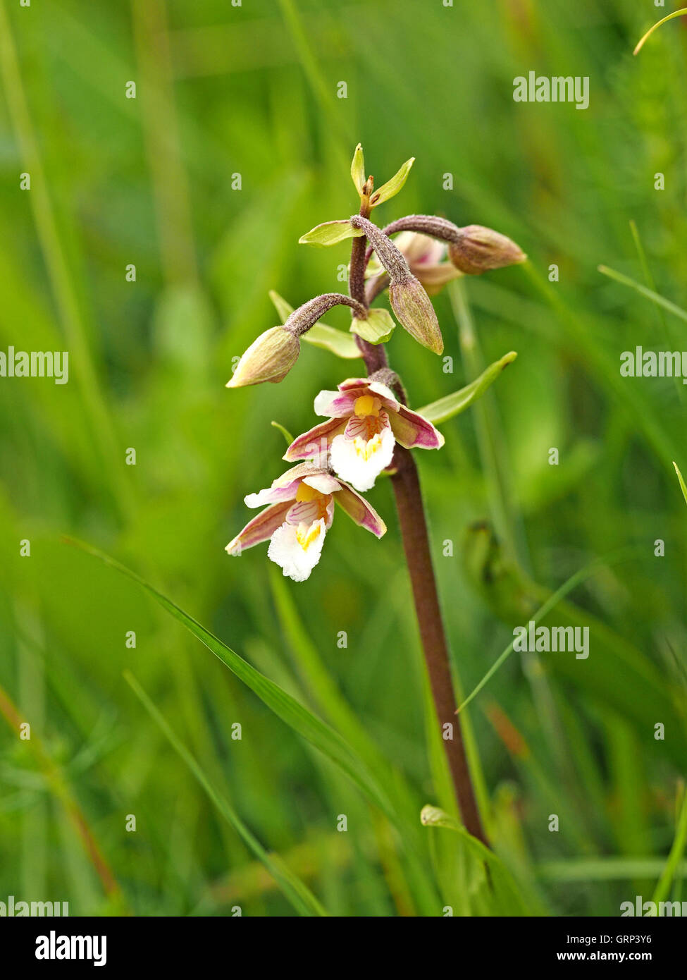 flower spike of beautiful Marsh helleborine orchid (Epipactus palustris ...