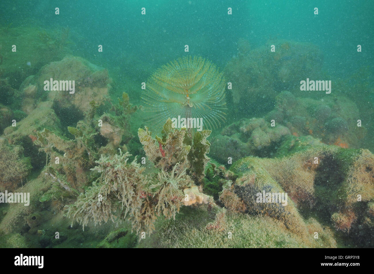 Sabella hi-res stock photography and images - Alamy