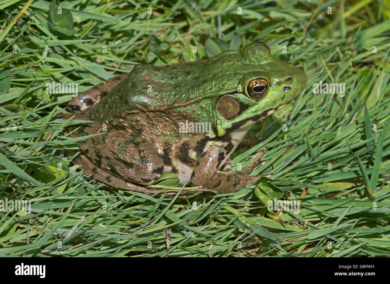 Green Frog (Rana clamitans), Pond, E USA by Skip Moody / Dembinsky ...