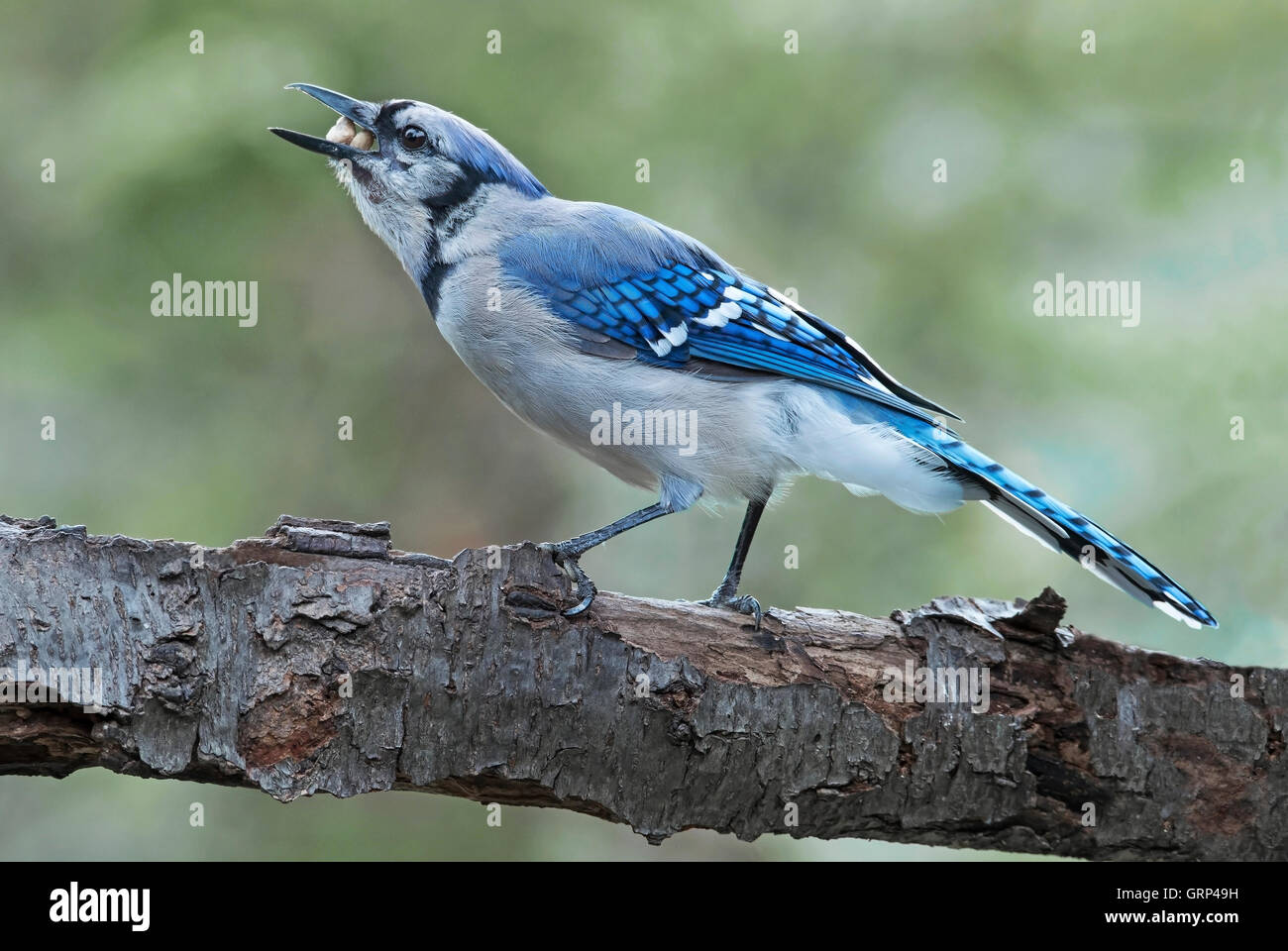 Eastern blue jay hi-res stock photography and images - Alamy