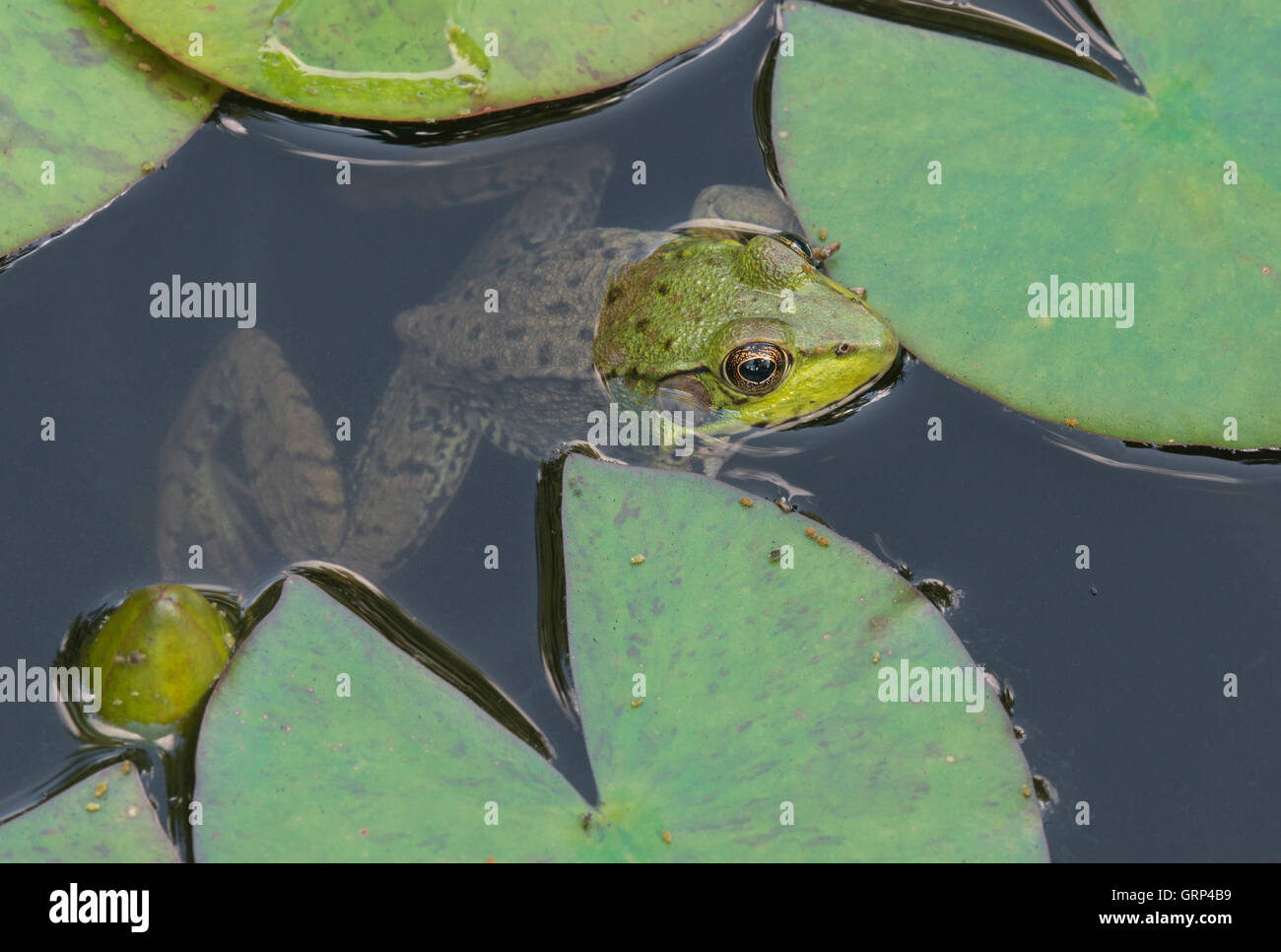 Green Frog (Rana clamitans), Pond, E USA by Skip Moody / Dembinsky ...