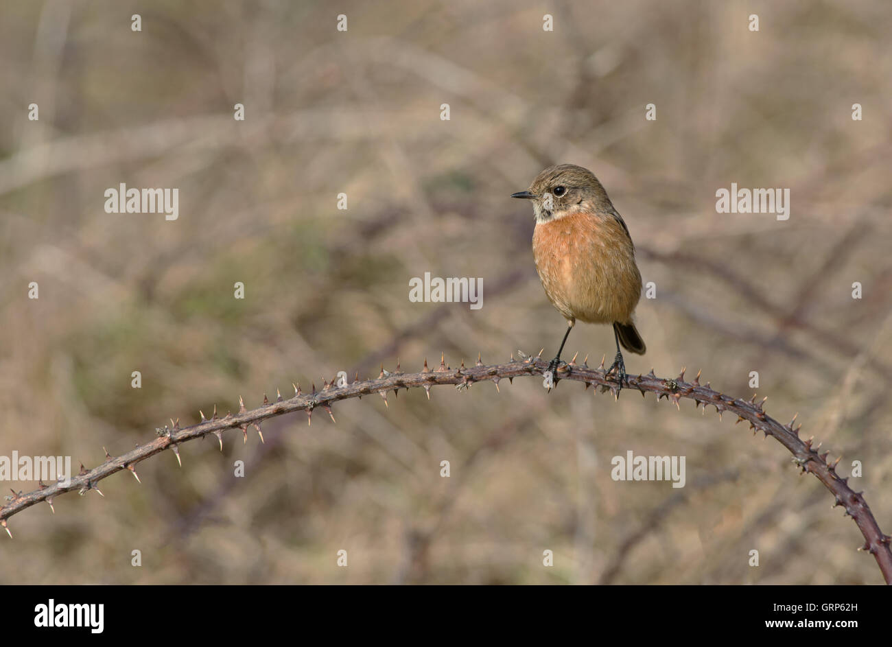 Stonechat winter hi-res stock photography and images - Alamy