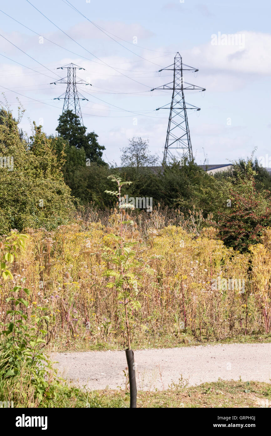Leybourne Lakes Country Park, a former sand and gravel working in Kent ...