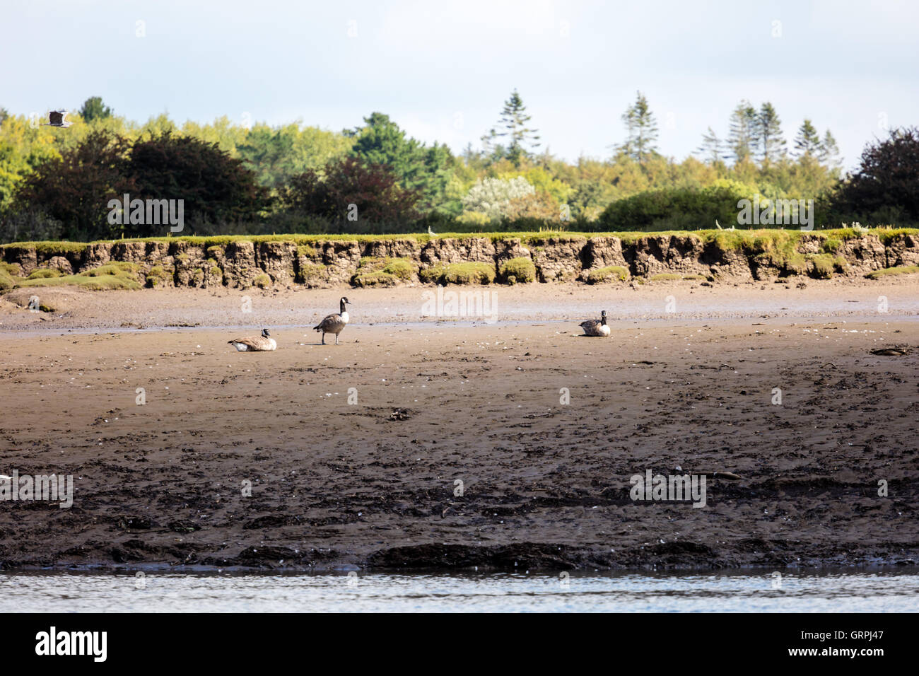 River cleddau hi-res stock photography and images - Alamy