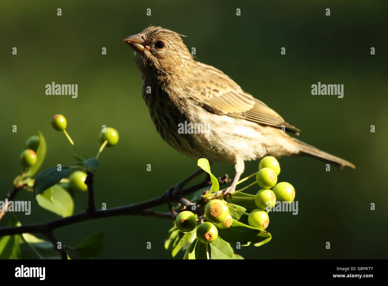 Juvenile Finch High Resolution Stock Photography and Images - Alamy