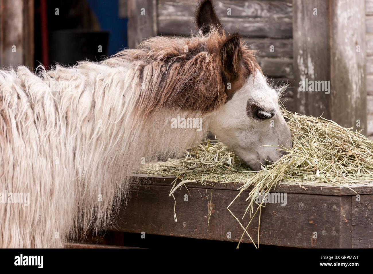 Llama eating hay Stock Photo - Alamy