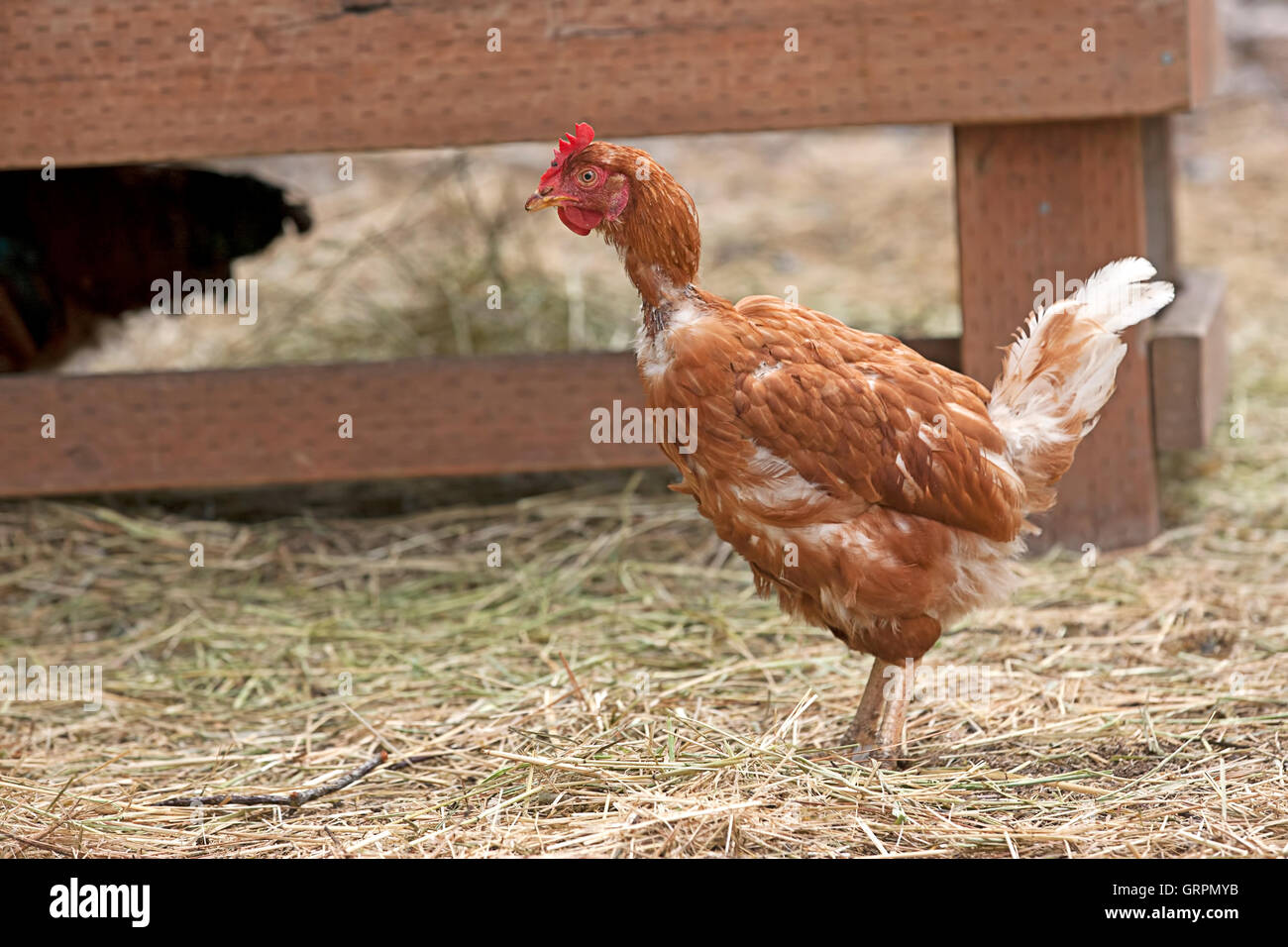 Brown chicken standing outdoors hi-res stock photography and images - Alamy