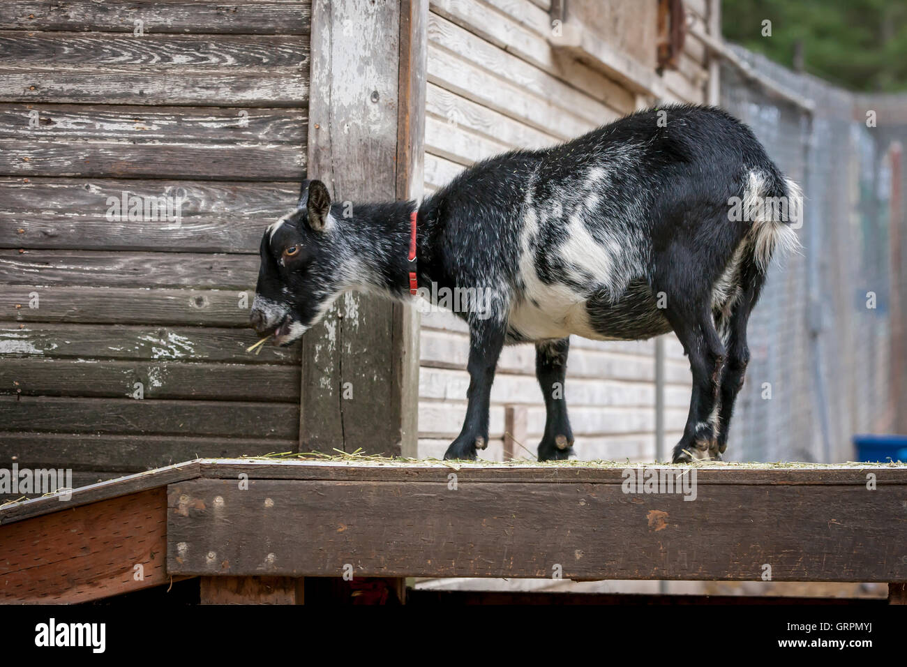 A cute goat stand on a wood deck eating hay Stock Photo - Alamy